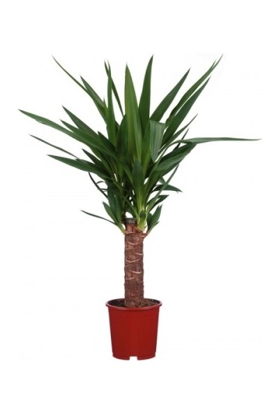 Yuka Çiçeği / Tek Gövdeli 50x70 cm Yuka Çiçeği / Tek Gövdeli 50x70 cm