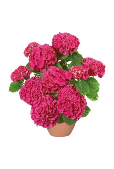 Ortanca Çiçeği / Saksılı 50x70 cm