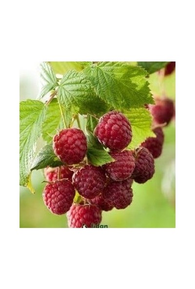 Ucuzluk Diyarı 1 Adet Ahududu Fidanı 70 80 cm Açık Kök