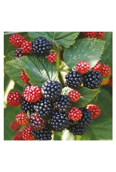 Ucuzluk Diyarı Bögürtlen Fidanı 70 80 cm Açık Kök