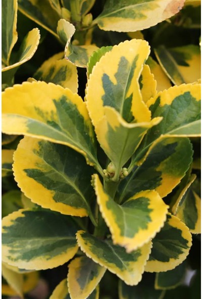 Online Botanik Altuni Taflan 10 Saksı (3 Kök, 40~60CM)