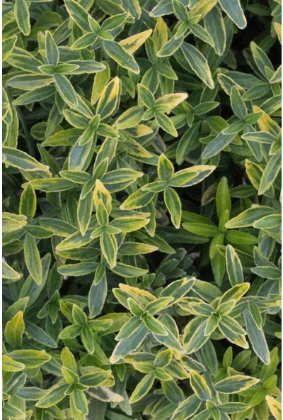 Online Botanik Çıtır Taflan 50 Saksı (15~20 Cm)