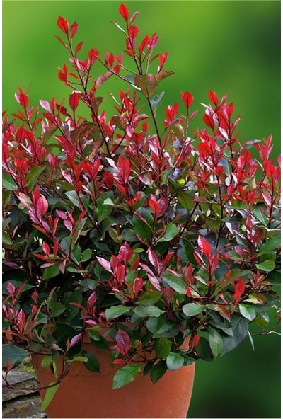 Online Botanik Bodur Alev Çalısı 50 Saksı (15~20CM)