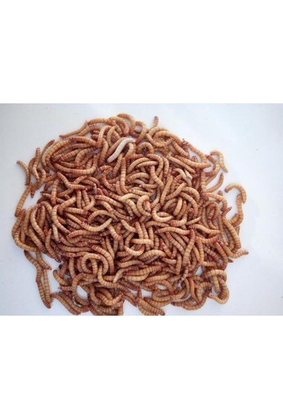 Turkuaz Un Kurdu 1000 gr