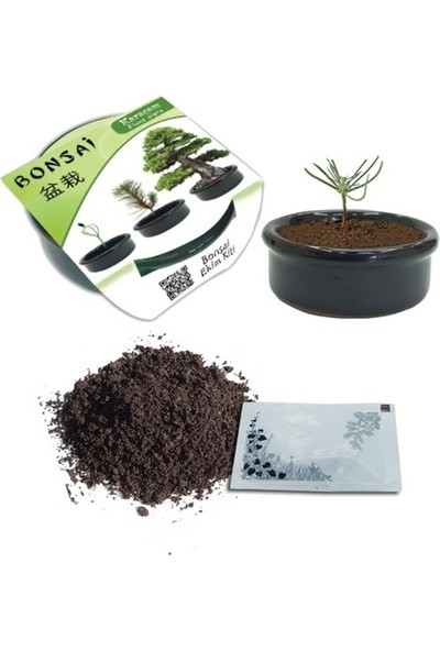 Bonsai Karaçam Ekim Kiti