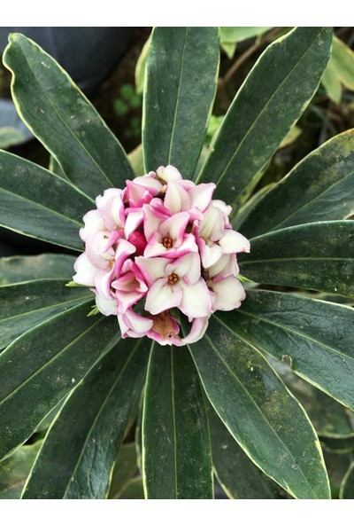 Ozozturk Kafkas Gülü