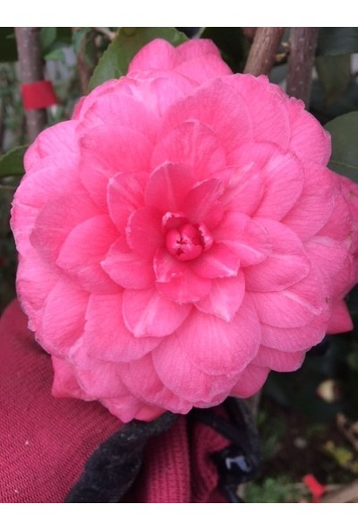 Ozozturk Pembe Kamelya