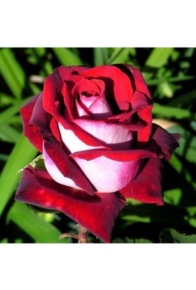 Ozozturk Türkiyem Gülü