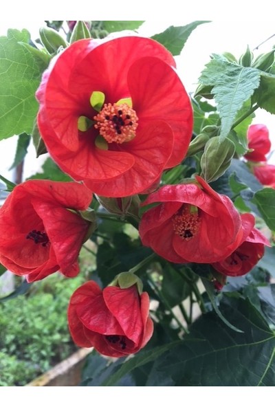 Ozozturk Japon Gülü (Hibiscus)