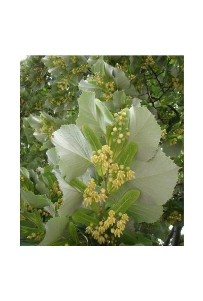 Çiçek Life Ihlamur Fidanı Açık Kök