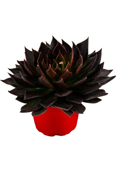 Grow Botanik Özel Koleksiyon Echeveria Black Prince Sukulent 8,5'luk Saksıda Grow Botanik Özel Koleksiyon Echeveria Black Prince Sukulent 8,5'luk Saksıda