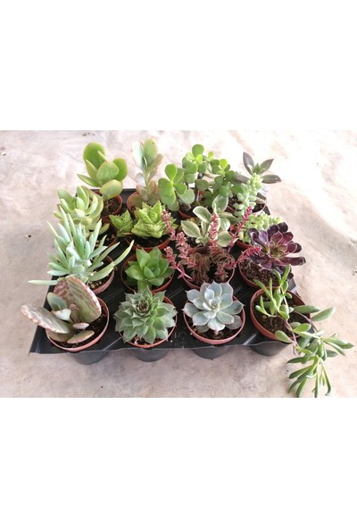 Ünal Kaktüs Sukulent Mix 12 LISUKMIX12