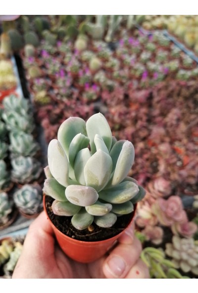 Ünal Kaktüs Pachyphytum Corvus (Sukulent)Pachycorvus Ünal Kaktüs Pachyphytum Corvus (Sukulent)Pachycorvus