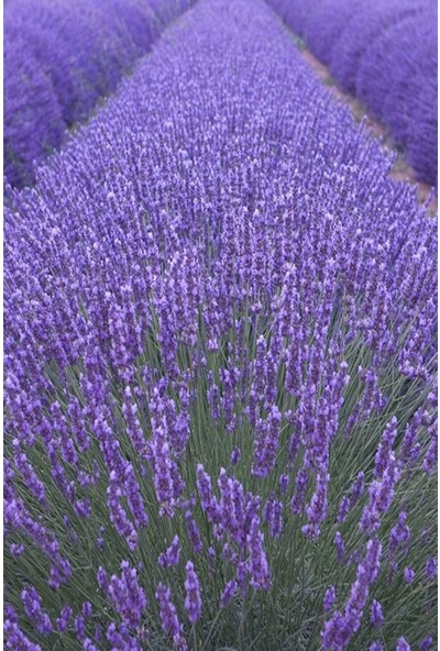 Mert Tarım 150 Adet Angustifolia Açık Kök Lavanta Fidanı Mert Tarım 150 Adet Angustifolia Açık Kök Lavanta Fidanı
