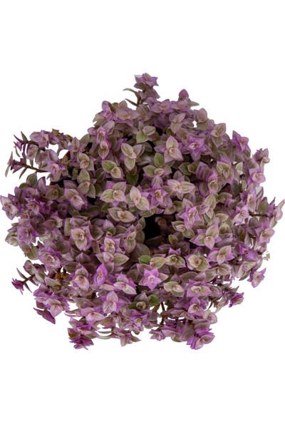 Grow Botanik Pink Lady 8,5'luk Saksıda Grow Botanik Pink Lady 8,5'luk Saksıda
