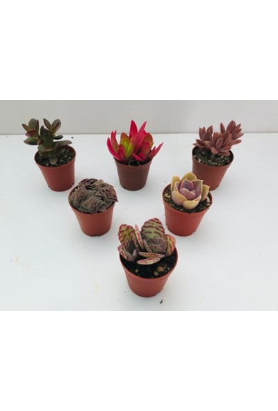 Egzotik Bahçe Egzotikbahçe 6'lı Sukulent Set - Özel Renkli Çeşitler