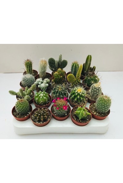 Egzotik Bahçe Egzotikbahçe 20 Adet Özel Kaktüs Seti - Çiçek Açan Kaktüs Çeşitleri Egzotik Bahçe Egzotikbahçe 20 Adet Özel Kaktüs Seti - Çiçek Açan Kaktüs Çeşitleri