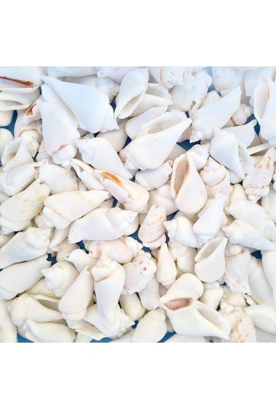Gerçek Deniz Kabuğu 1000 gr Paket Seula Gerçek Deniz Kabuğu 1000 gr Paket Seula