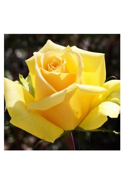 Çilek Diyarı 1 Adet Sarı Gül Fidanı Açık Kök 40 50 cm Boy