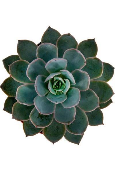 Echeveria Blue Prince Sukulent 8,5'luk Saksıda