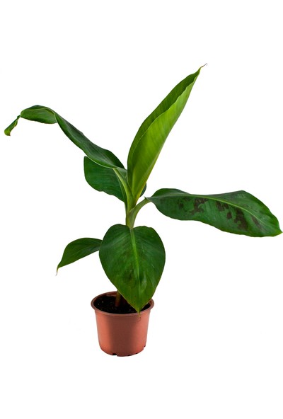 Grow Botanik Saksıda Muz Fidanı (Küçük Boy 30-40CM) Grow Botanik Saksıda Muz Fidanı (Küçük Boy 30-40CM)