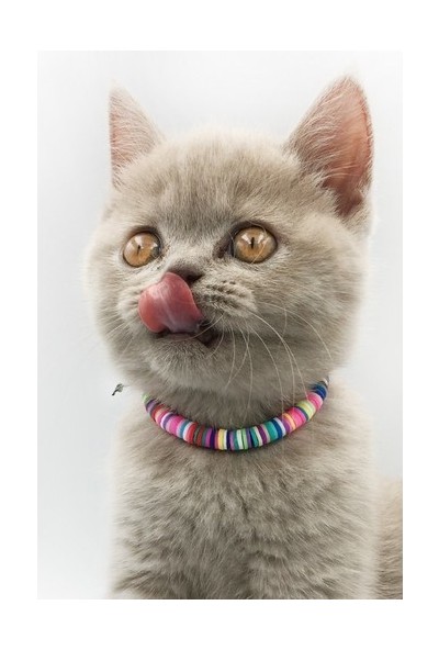 İrva Collection Renkli Fimo Boncuk Detaylı Kedi Kolyesi Kedi Tasması İrva Collection Renkli Fimo Boncuk Detaylı Kedi Kolyesi Kedi Tasması