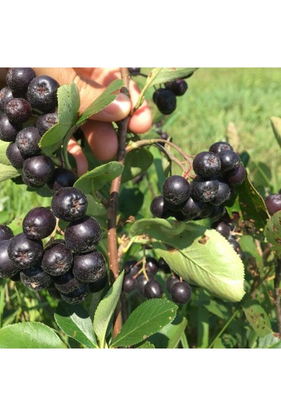 Gojiberry Turkiye Aronia / Aronya Fidanı 2 Yaş 30-40 cm Gojiberry Turkiye Aronia / Aronya Fidanı 2 Yaş 30-40 cm
