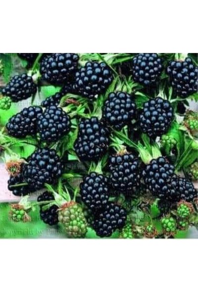 Çilek Park Jumbo Bögürtlen Fidani