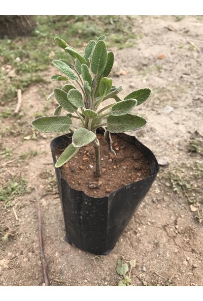 Biorganix Adaçayı Şalba Fidanı 15-25 cm Salvia Officinalis
