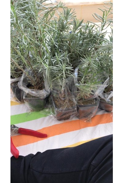 Biorganix Saksı Tipi Lavanta Fidanı 5 Adet 5-15 cm Intermedia Biorganix Saksı Tipi Lavanta Fidanı 5 Adet 5-15 cm Intermedia