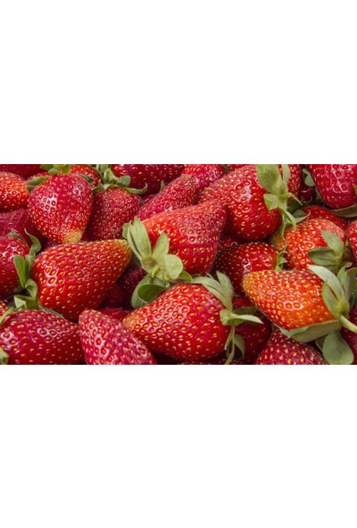 The Best Online 5 Adet Yediveren Çilek Fidesi Viyolde