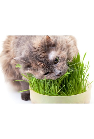 Cado Pet Naturel Yavru Kedi Çimi