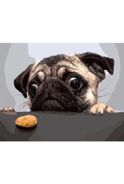 Hobi Tedarik Sevimli Pug Çerçevesiz 60X75 Sayılarla Boyama Hobi Seti Hobi Tedarik Sevimli Pug Çerçevesiz 60X75 Sayılarla Boyama Hobi Seti