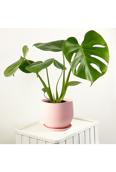 Fidan Burada Deve Tabanı Pembe Curvy Saksılı 30-40cm - Monstera Deliciosa Fidan Burada Deve Tabanı Pembe Curvy Saksılı 30-40cm - Monstera Deliciosa