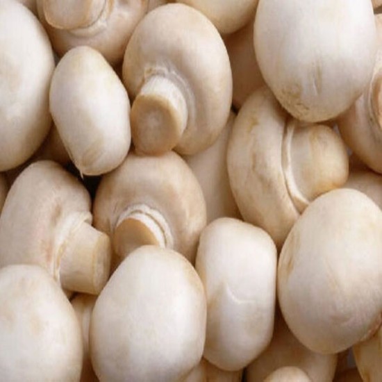 Biontech Beyaz Şapkalı Mantar Tohumu-Kültür Mantar Fiyatı