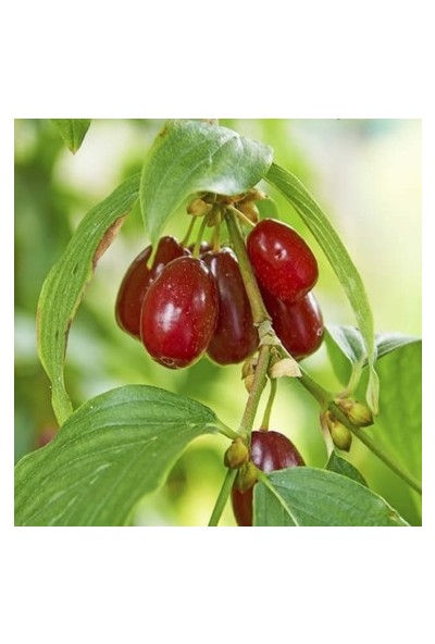 Kızılcık Fidanı 2 Yaş Açık Kök