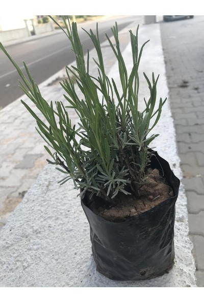 Biorganix Ekonomik Boy Lavanta Fidanı 5 Adet 15-25 cm Intermedia Biorganix Ekonomik Boy Lavanta Fidanı 5 Adet 15-25 cm Intermedia