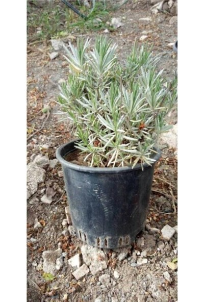 Biorganix Saksılı Lavanta Fidanı 5 Adet Biorganix Saksılı Lavanta Fidanı 5 Adet