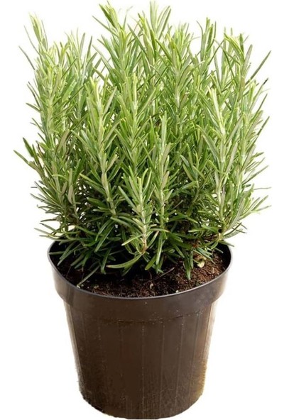 Biorganix Saksılı Biberiye Fide Fidanı 1 Adet 15-25 Cm (Rosmarinus Officinalis)