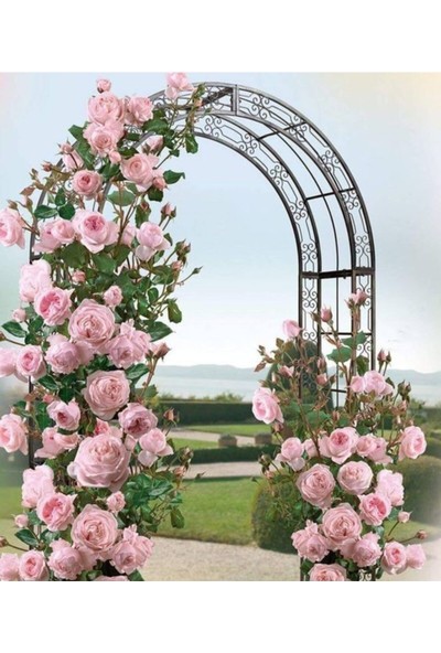 15 Adet Soft Pudra Renkli Sarmaşık Gül Tohumu 15 Adet Soft Pudra Renkli Sarmaşık Gül Tohumu