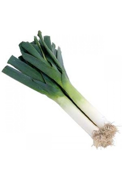 Tohum Dünyam Bursa Inegöl Pırasa Tohumu 50 Adet Tohum