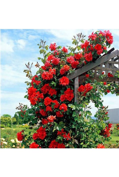 5 Adet Yediveren Sarmaşık Gül Tohumu