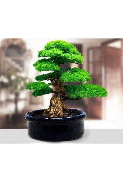 Ekim Kiti Tohum Ekim Kiti Bonsai Karaçam Ekim Kiti