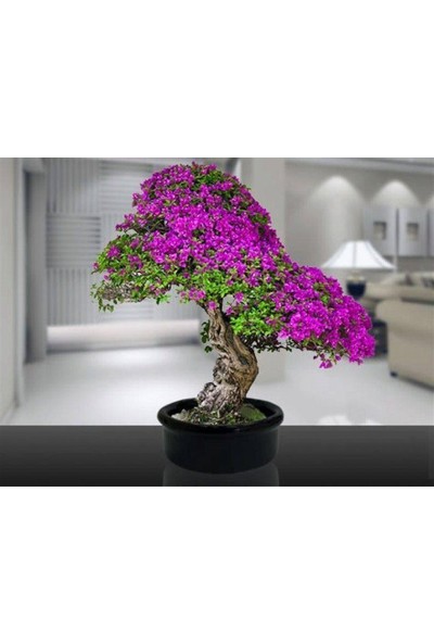 Bonsai Erguvan Ekim Kiti