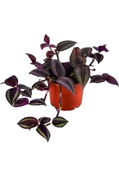 Grow Botanik Telgraf Çiçeği (Tradescantia Zebrina) 10'luk Saksıda Grow Botanik Telgraf Çiçeği (Tradescantia Zebrina) 10'luk Saksıda