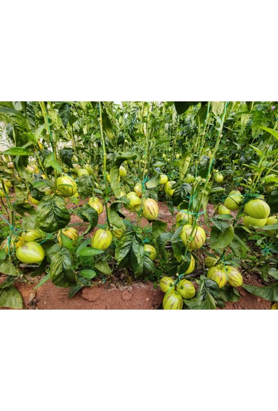 İstanbul Tropikal Verimli Aromatik Salkım Pepino Fidanı Sınırlı Stok İstanbul Tropikal Verimli Aromatik Salkım Pepino Fidanı Sınırlı Stok