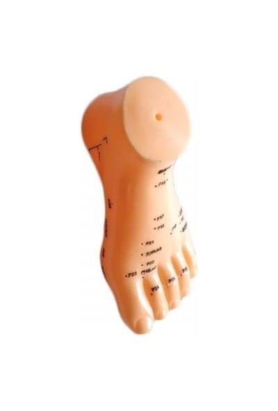 Ayak Maketi Akupunktur Noktaları Ayak Maketi Akupunktur Noktaları