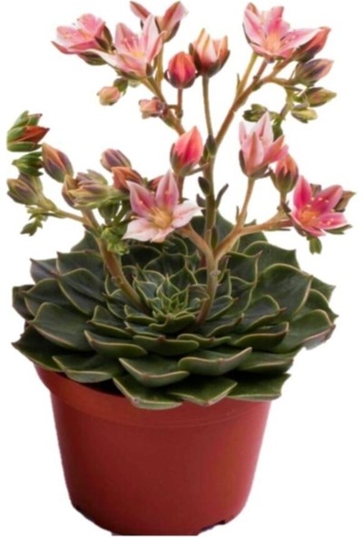 Graptopetalum Bellum Sukulent 5.5.cm Kaktüs Saksısındadır (Çiçeksizdir)