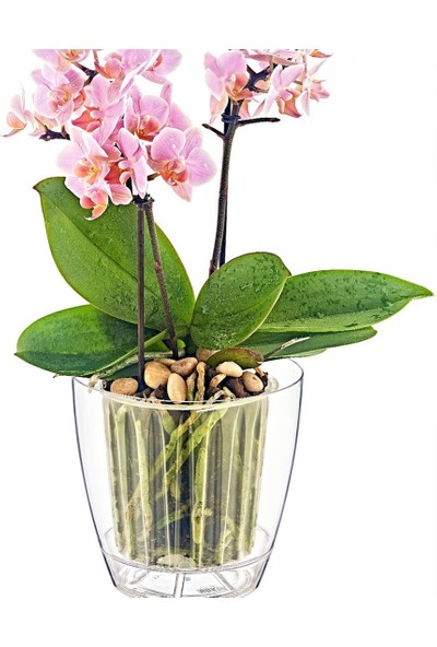 Viola Orkide Saksısı Şeffaf Saksı 1,5 Litre