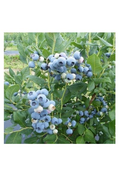 Yaban Mersini Fidanı ( Blueberry Lipaka ) Açık Kök 80 100 Metre Boy Yaban Mersini Fidanı ( Blueberry Lipaka ) Açık Kök 80 100 Metre Boy